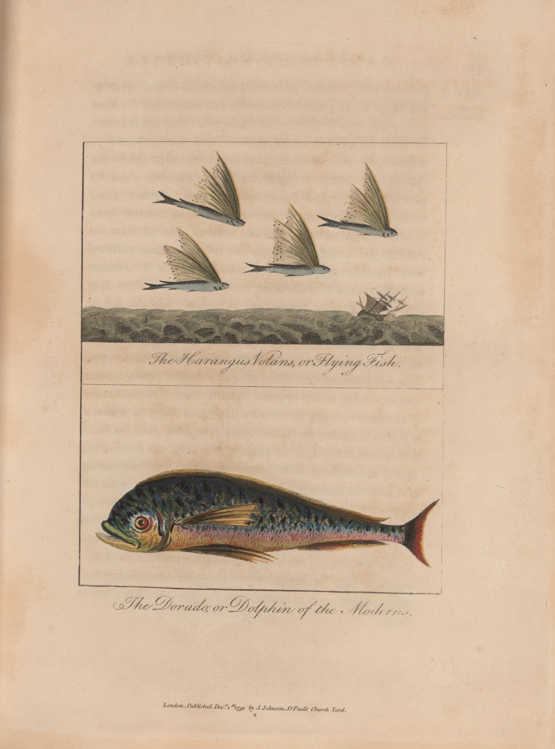 The Harangus Volans, or Flying Fish. The Dorado, or Dolphin of the ...