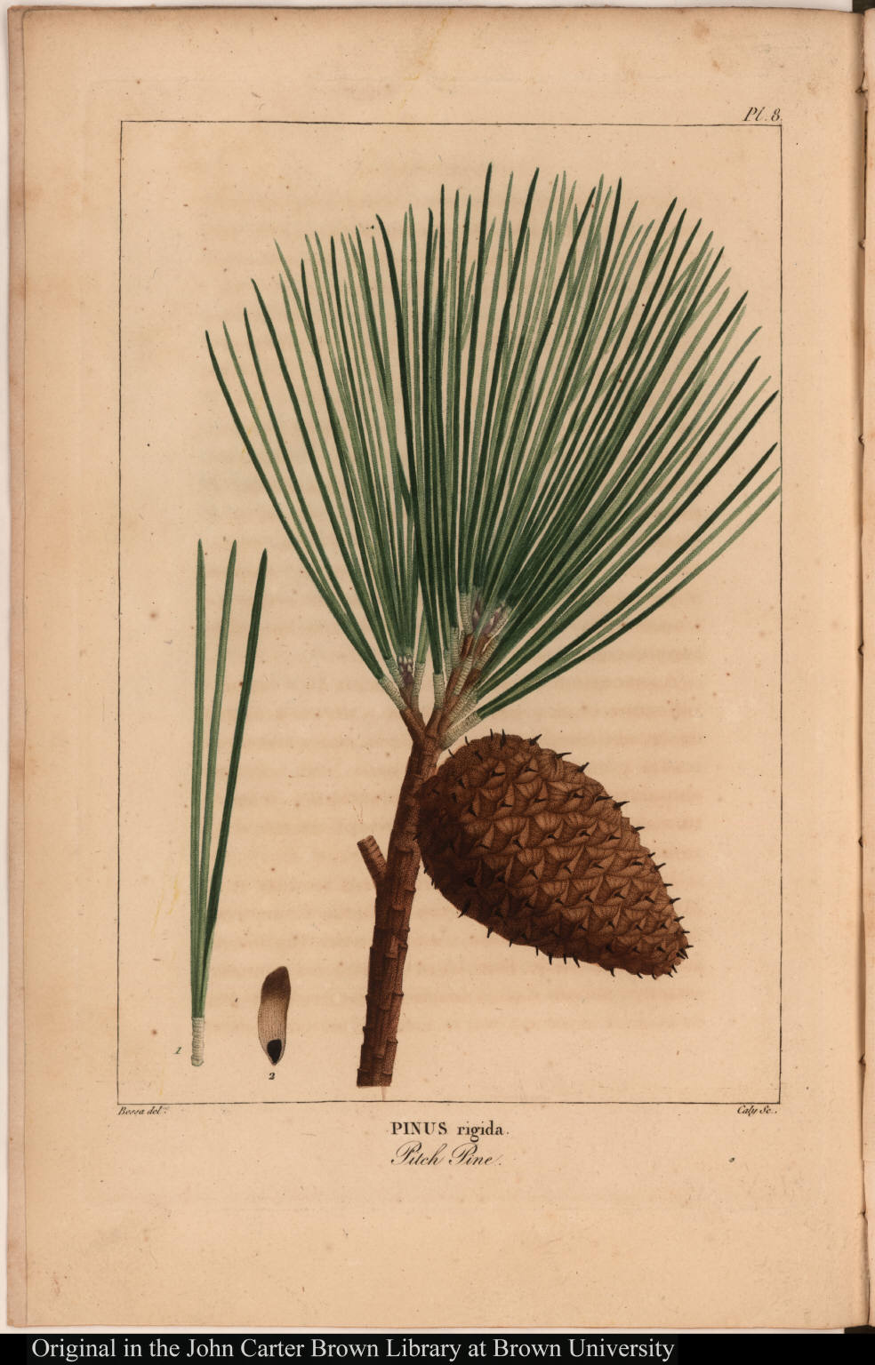 Pinus rigida. Pitch Pine. - JCB Archive of Early American Images