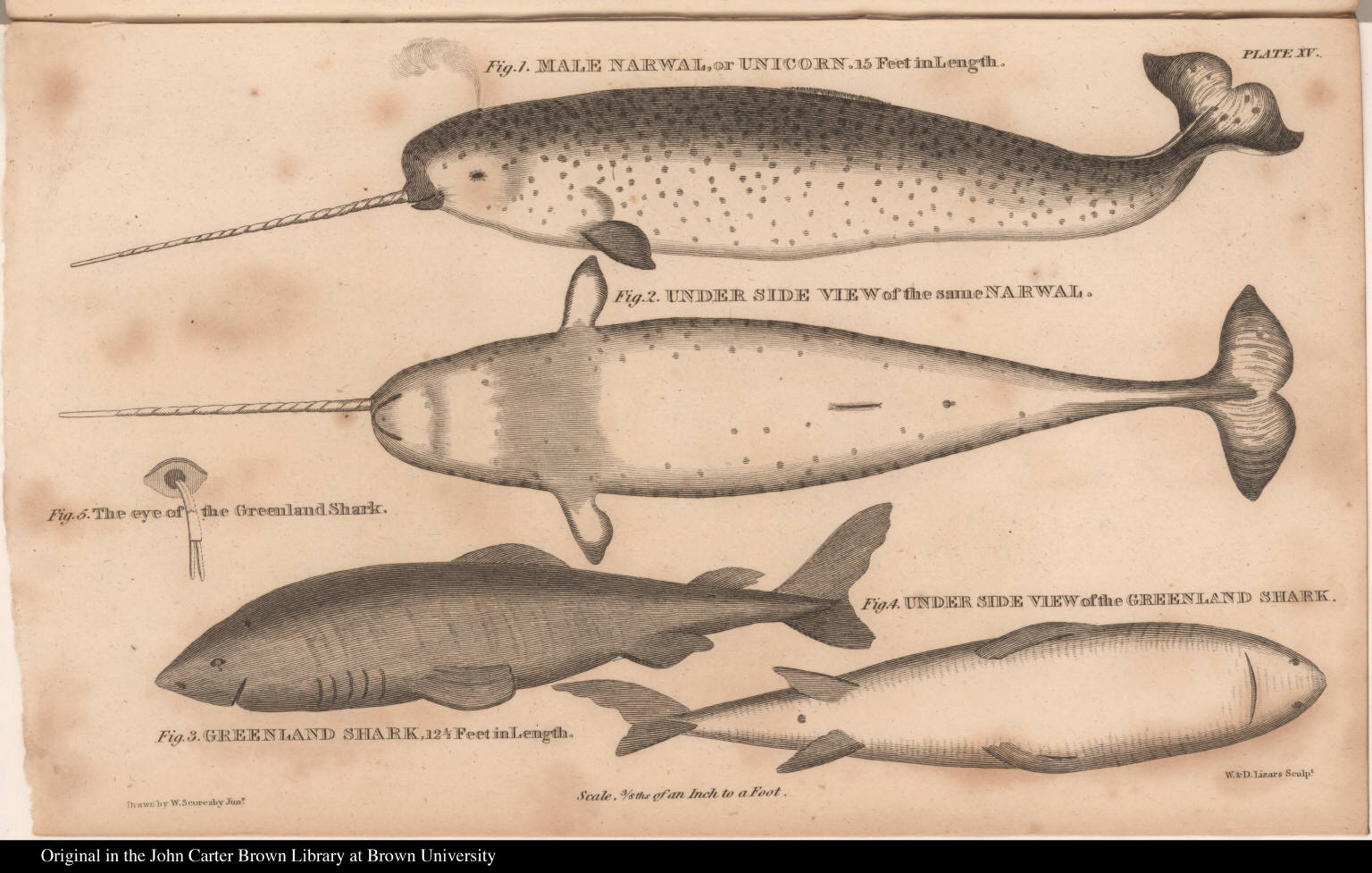 [Views of the Narwhal and Greenland shark] - JCB Archive of Early ...