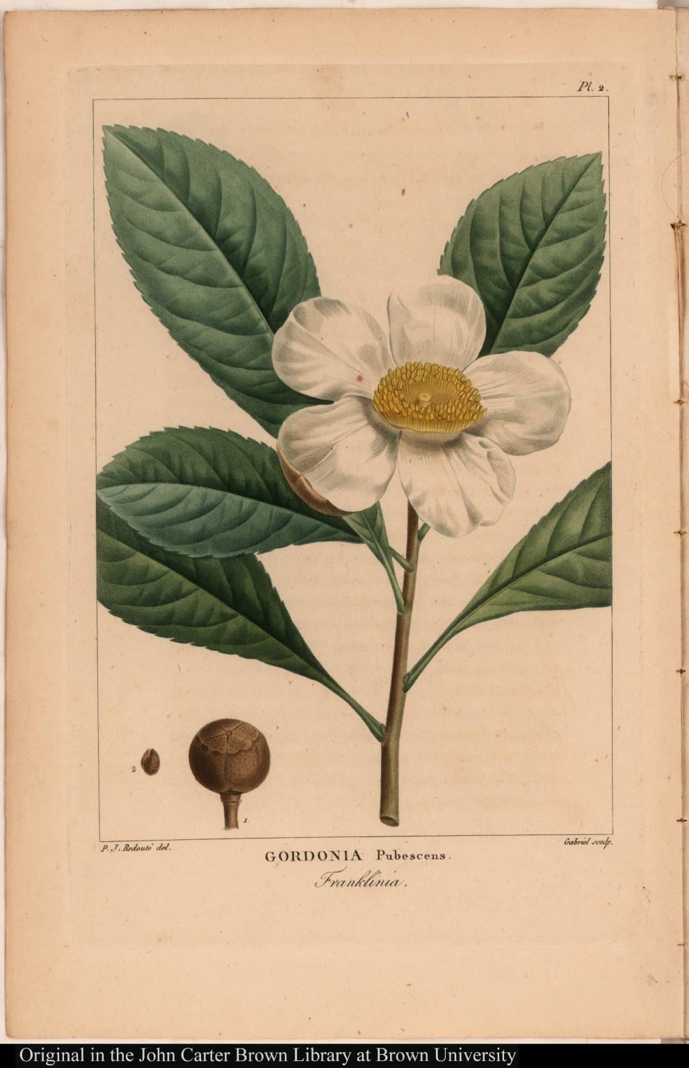 Gordonia Pubescens. Franklinia. - JCB Archive of Early American Images